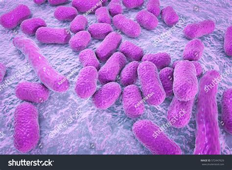 71 Imágenes De Acinetobacter Baumannii Imágenes Fotos Y Vectores De