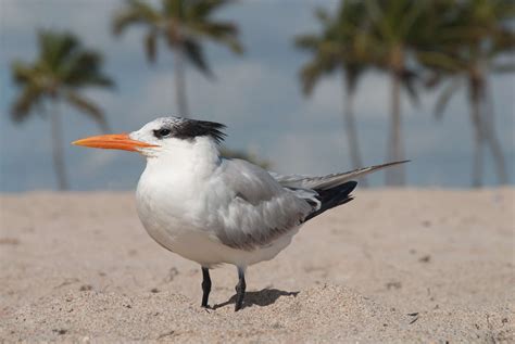 A Dread Of Terns