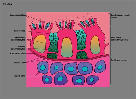 Leydig Cells Histology