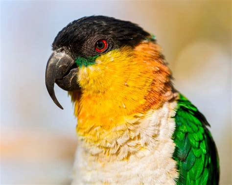 أفضل 10 طيور أليفة ومميزة ستسعد برفقتها