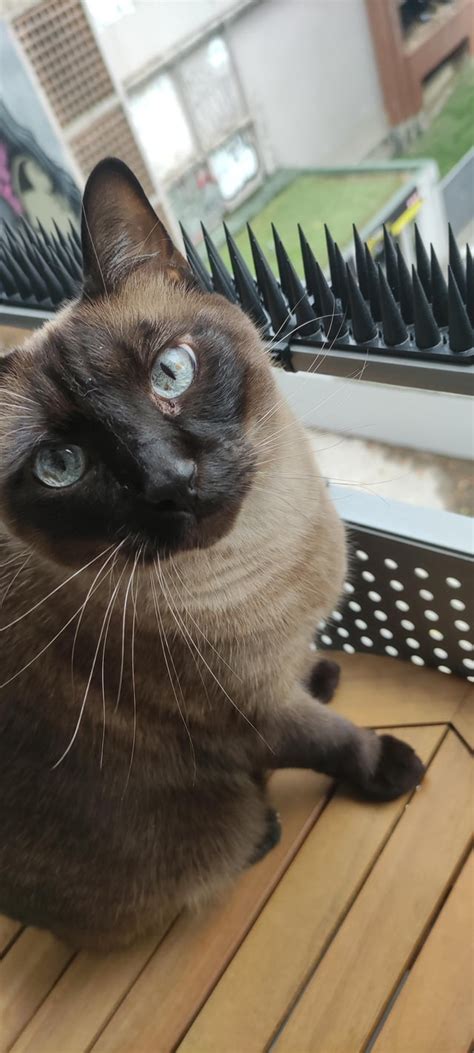 Lacrymal Canal Opened Rcats