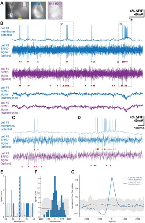 Coordination Of Spiking Activity During Seizure‐like Events A A Field