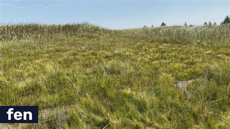 Wetlands