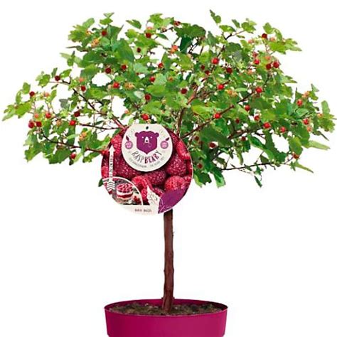 Fruit Rubus Raspberry Tree Hararasp Standard 5 Litre Potted Plant X 1
