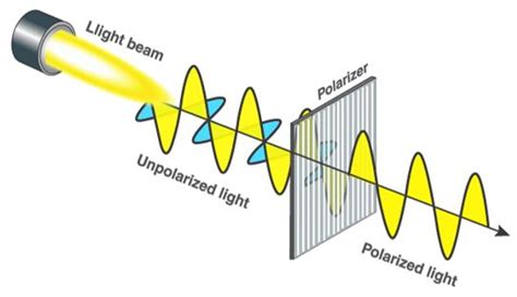 Different Types Of Microscopes A Complete Breakdown Microscope Clarity