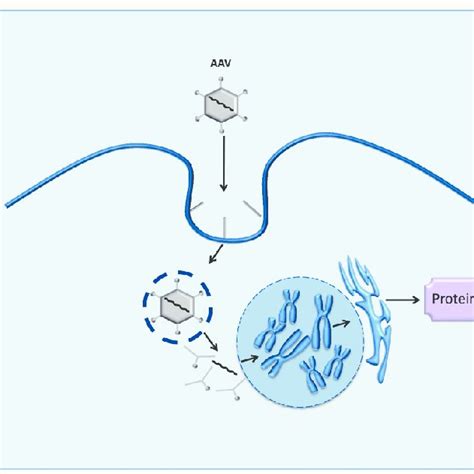 Schematic Picture Showing The Mitochondrial Genetic Bottleneck