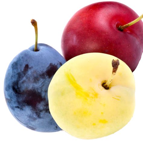 Dried Plums Explained At Jessica Dell Blog