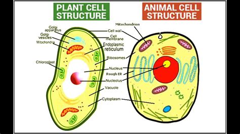 A Visual Guide To Plant And Animal Cell Diagrams