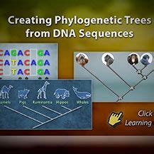 Creating Phylogenetic Trees From DNA Sequences HHMI S BioInteractive Teaching Biology