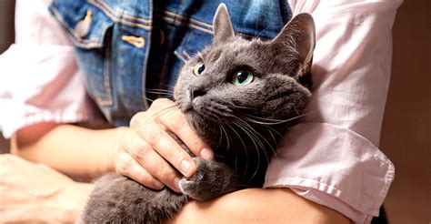 Cat Bonding Guide Learn How To Bond With A Cat Sheba® Philippines
