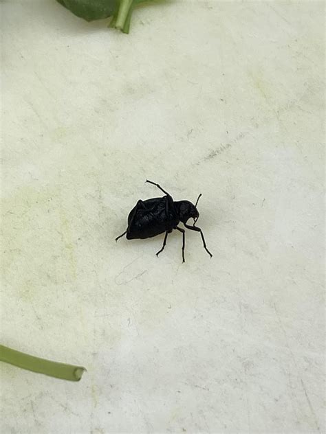 What Bug Is This Found In Fresh Bag Of Arugula He Is Dead In