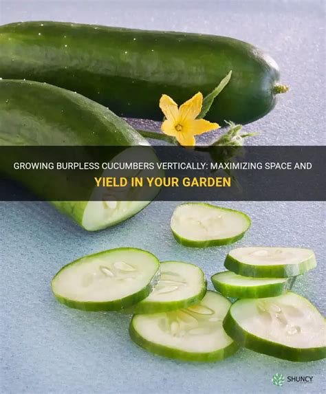 Growing Burpless Cucumbers Vertically Maximizing Space And Yield In