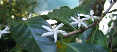 Higher Grounds Coffee Learning Lab Hgc Learning Lab