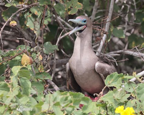Red Footed Booby Photos Red Footed Booby Images Nature Wildlife