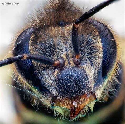 Macro Diffuser For Sale Photography Photography Accessories Other Photography Accessories On