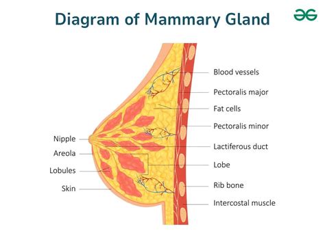Parts Of The Nipple Diagram And Their Functions