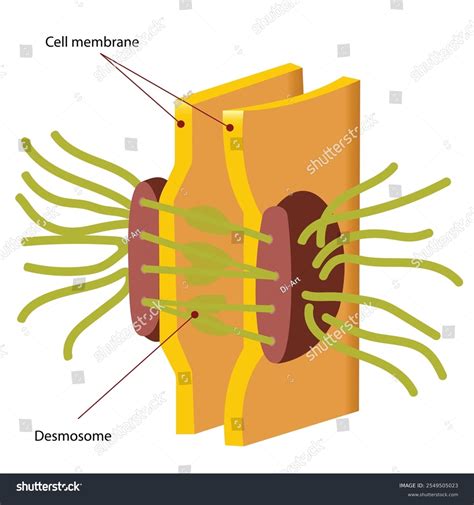 Some Cells Connected By Intercellular Junctions Stock Vector Royalty