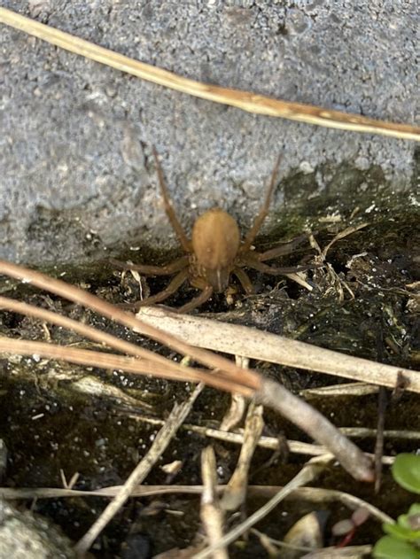 Whats This Spider Unsure If Brown Rescluse Treasure Coast Fl R