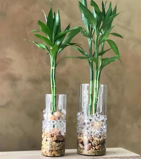 Como Fazer Muda De Bambu Da Sorte