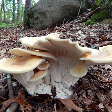 Berkeleys Polypore Bondarzewia Berkeleyi Download Scientific Diagram