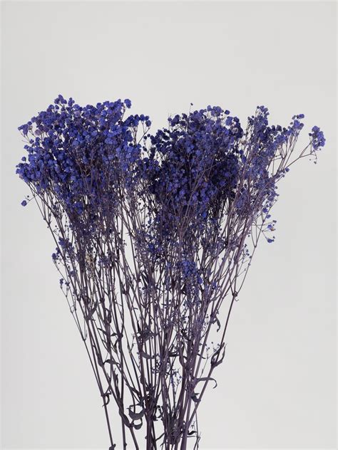 Гіпсофіла стабілізована синьо фіолетова купити за ціною 399 грн • Dfb Elements Україна