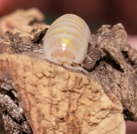 Blonde Magic Pition R Isopods