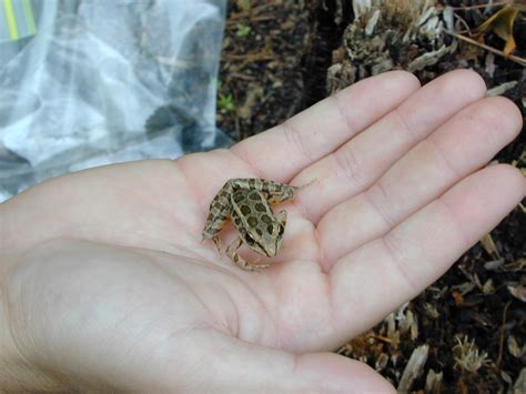 Pickerel Frog Chattahoochee River National Recreation Area Us