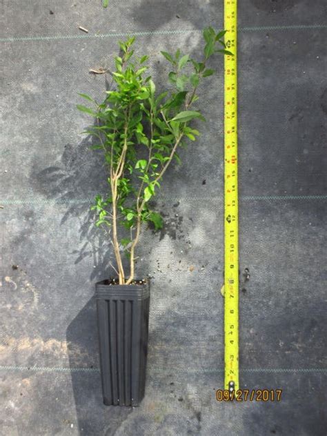 Foresteria Neomexicana New Mexico Privet Desert Olive Native Shrub