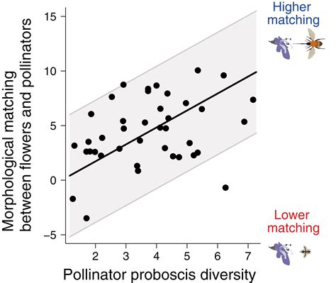 The Decline Of Long Tongued Pollinators Causes A Community Wide