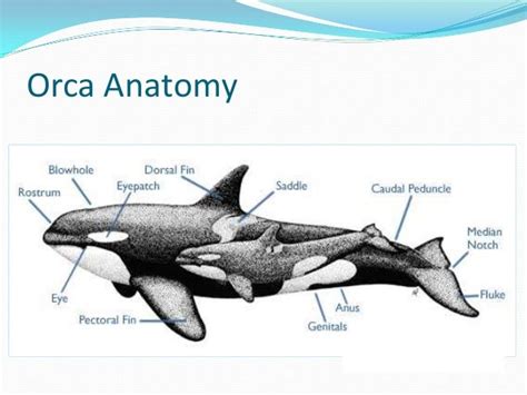 Echolocation And Bioacoustics In Orcinus Orca
