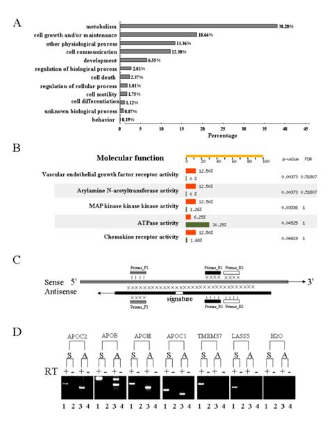 Functional Categories Of Genes With Antisense Transcripts And