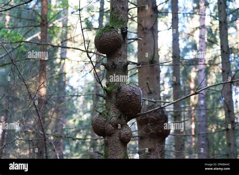 Closeup Of Diseased Tree Trees In A Forest Tree With A Tumor Kranker