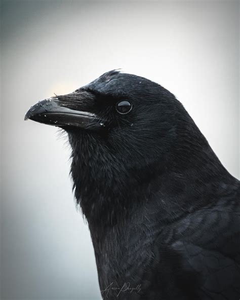 Captured This Photogenic Crow At The Beach On A Quiet Cloudy Day R