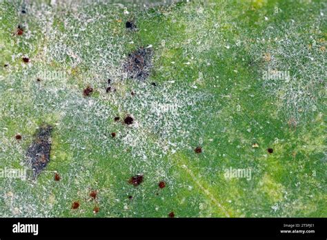 Rust And Powdery Mildew On Sunflower Leaf Visible Under Magnification A Fungal Disease Of