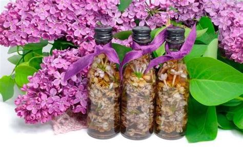 Настойка из сирени для лечения суставов рецепт применение сирени