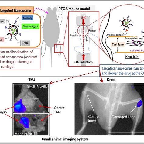Establishing A Tmj Oa Model The Tmjs Of C57bl6 Wt Mice Were Subjected