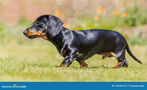 Black And Tan Miniature Dachshund Puppy Strolls Along Grass On A Sunny