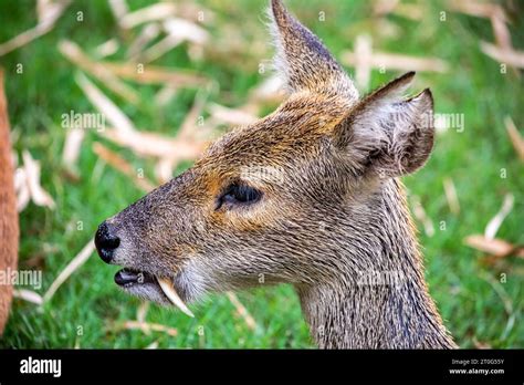The Water Deer Hydropotes Inermis Is A Small Deer Species Native To