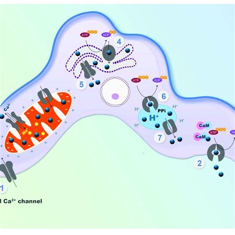 Schematic Representation Of The Ergosterol Synthesis Pathway Showing