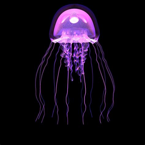 Jellyfish Free 3d Models Download Free3d
