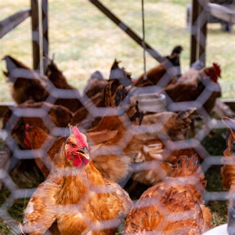 How To Sex Chickens Identify Roosters Vs Hens Hatching Time Blog