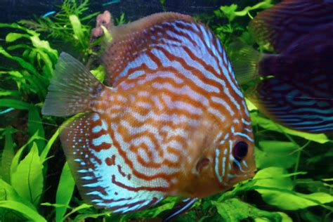 Assorted Discus Discus American Cichlids Fish Smiths Aquarium