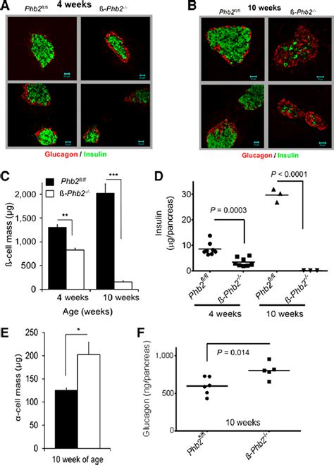 Lack Of Phb2 In B Cells Alters Islet Cell Composition And Architecture