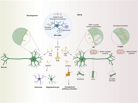 A Microglial Compliment Controlling Neuronal Function From Within