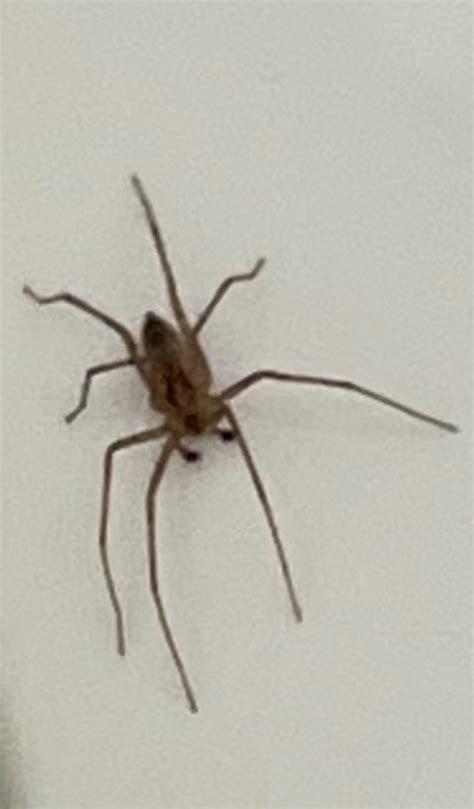 Unidentified Spider In San Francisco California United States