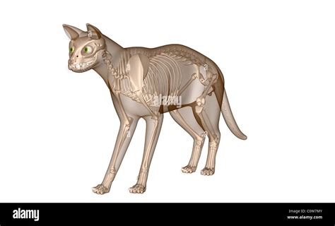 Cat Anatomy Bones