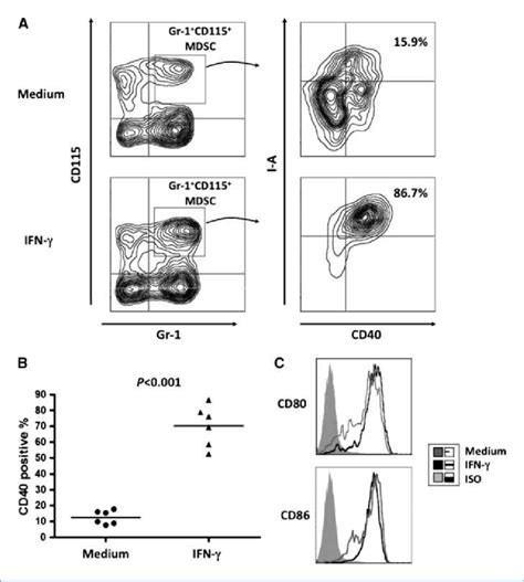 Expression Of Costimulatory Molecules And Mhc Ii By Mdsc Upon Ifn γ