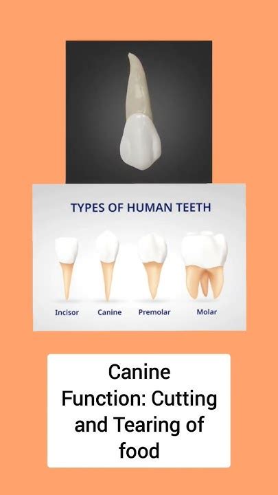 Types Of Teeth In Permanent Dentition Class 7 Chapter 2 Nutrition In