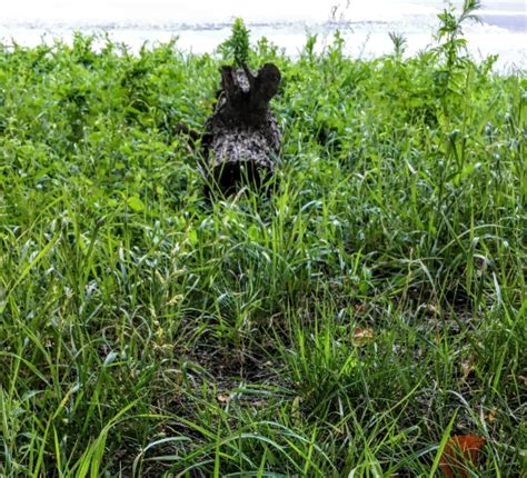 Эй кто там притаился в кустах Smiledetected — Livejournal