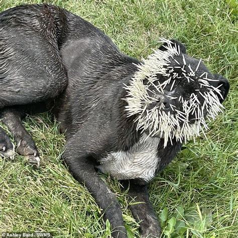 A Very Pointed Response Brutus The Rescue Pup Is Left With 1500